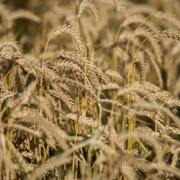 Cover Crop – Barley UC603 – LeBallister's Seed & Fertilizer