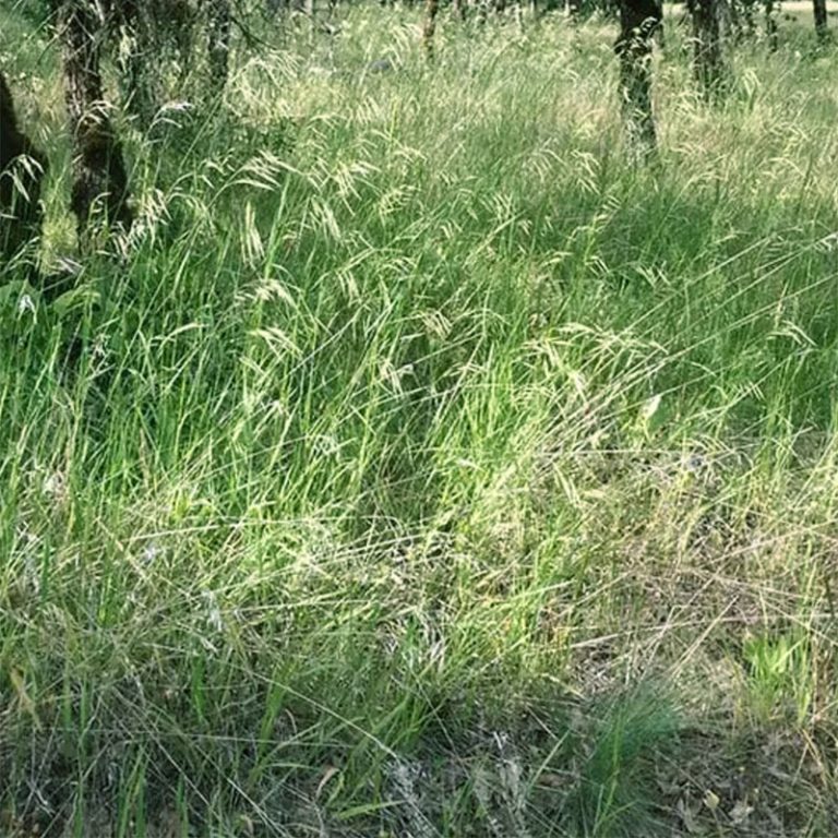 Native Grasses – LeBallister's Seed & Fertilizer