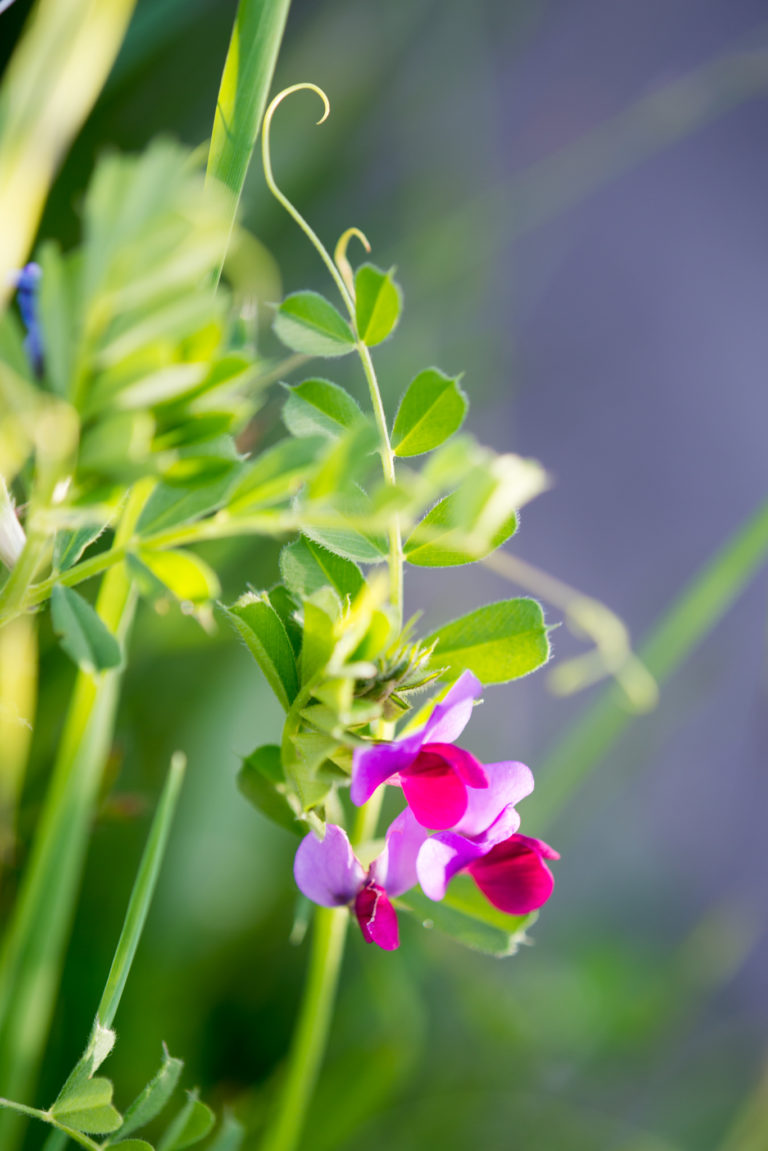 Cover Crop – Common Vetch — 50 lb bag – LeBallister's Seed & Fertilizer
