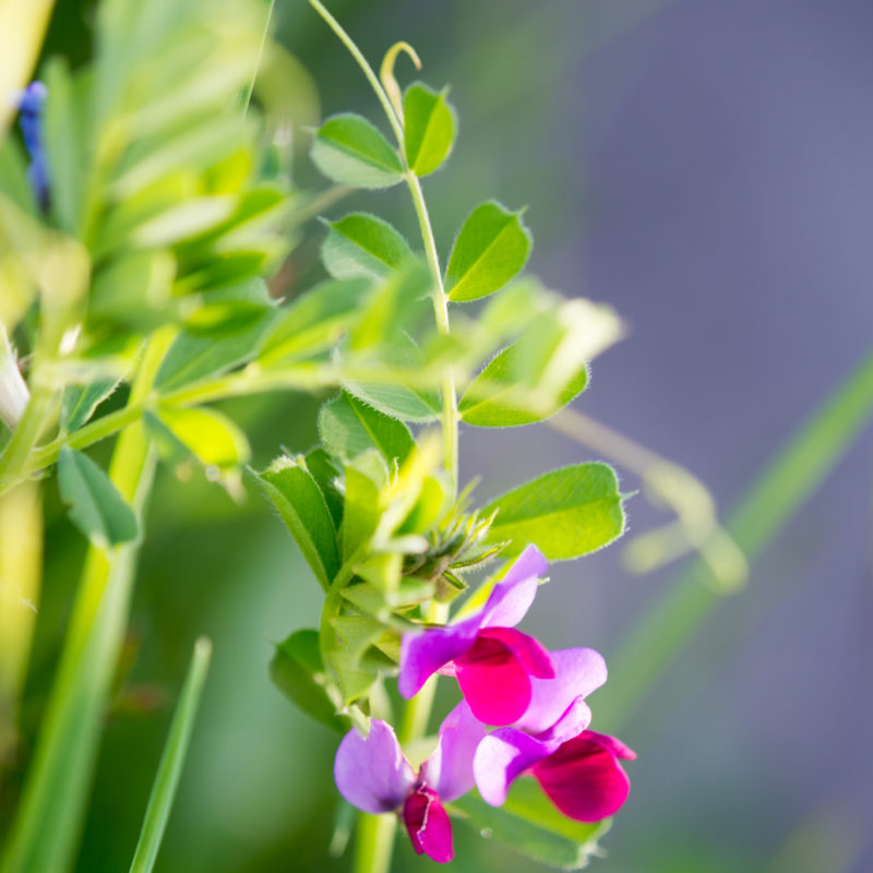 Cover Crop – Bell Beans – LeBallister's Seed & Fertilizer
