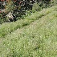 Festuca rubra—Molate Fescue — per lb – LeBallister's Seed & Fertilizer