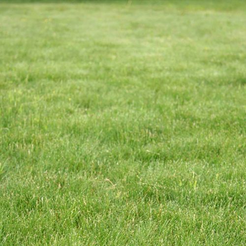 FINE FESCUE BLEND – LeBallister's Seed & Fertilizer
