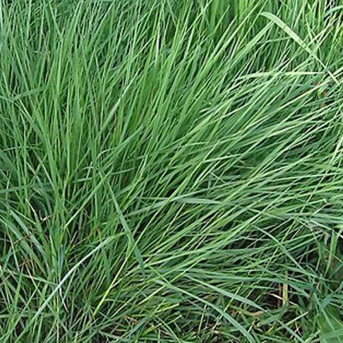 Agrostis pallens – Bentgrass–per lb – LeBallister's Seed & Fertilizer