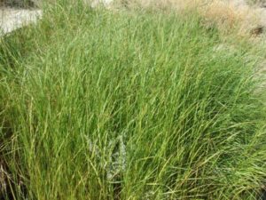 Leymus triticoides – Creeping Wild Rye–per lb – LeBallister's Seed ...