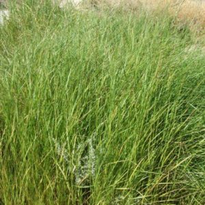 Native Grasses – Page 2 – LeBallister's Seed & Fertilizer