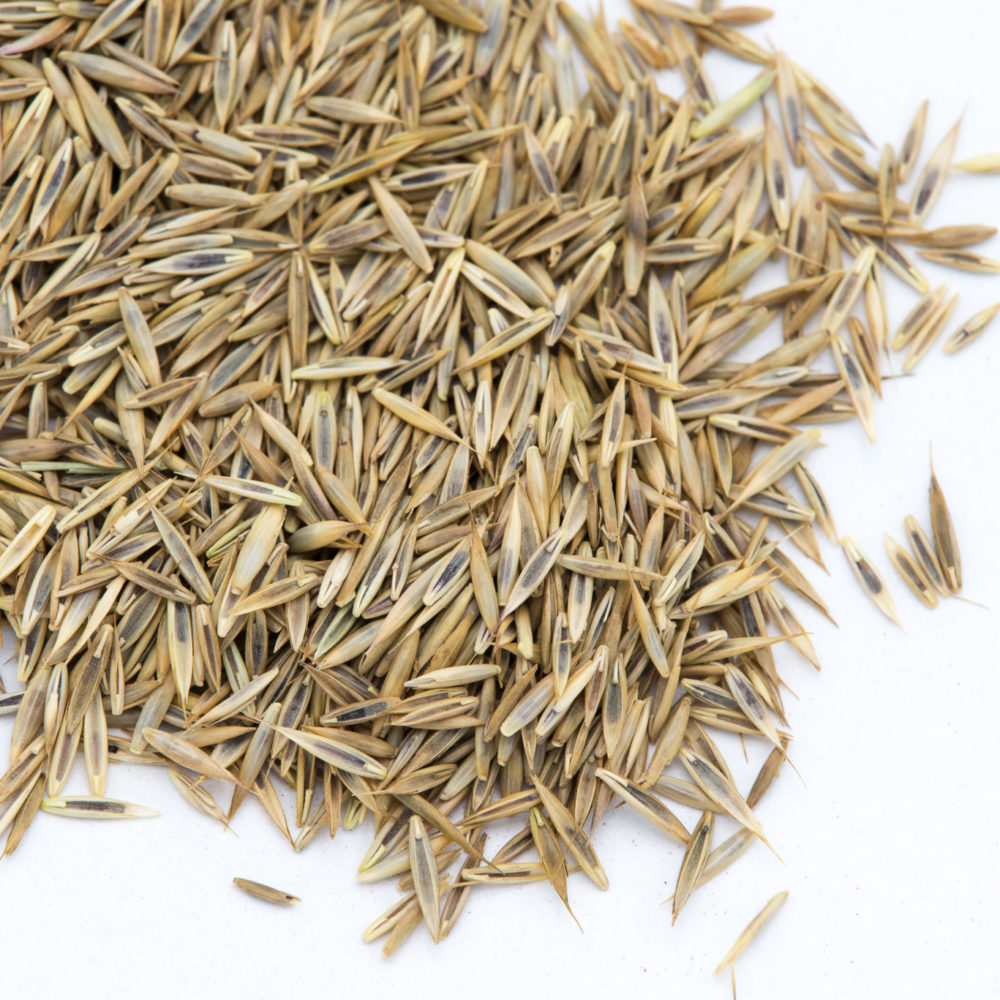 Festuca rubra—Molate Fescue — per lb – LeBallister's Seed & Fertilizer