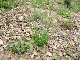 Vulpia microstachys—Three Weeks Fescue — per lb. – LeBallister's Seed ...