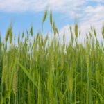 Schaller Beardless Barley – LeBallister's Seed & Fertilizer