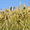 Cover Crop – Wheat, Beardless 50 lb bag – LeBallister's Seed & Fertilizer