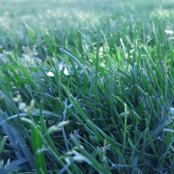 SHADE MIX — 50 lb bag – LeBallister's Seed & Fertilizer