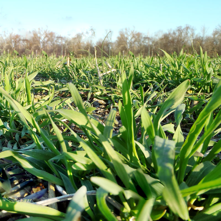 Cover Crop – LeBallister's Seed & Fertilizer