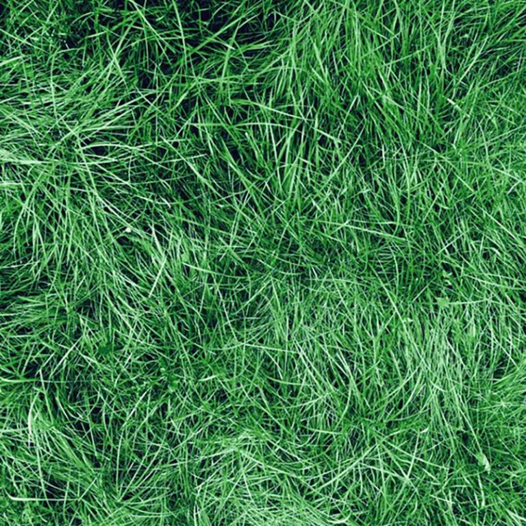 FINE FESCUE – Creeping Red – LeBallister's Seed & Fertilizer