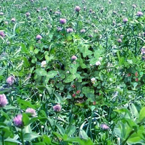CLOVER MIX – LeBallister's Seed & Fertilizer