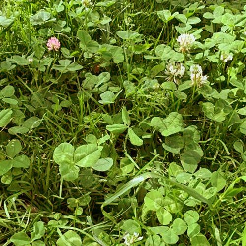 CLOVER MIX-OMRI COATED – LeBallister's Seed & Fertilizer