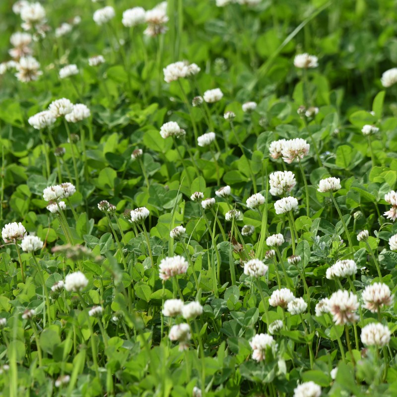 Ladino Clover Seed 50 Lb Bag Nicolevandehurk
