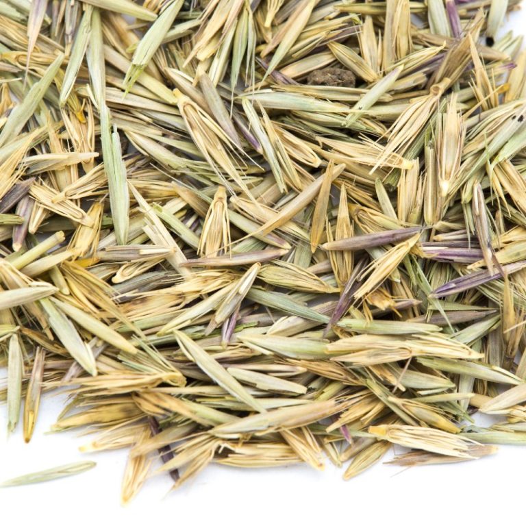 Agrostis pallens – Bentgrass–per lb – LeBallister's Seed & Fertilizer