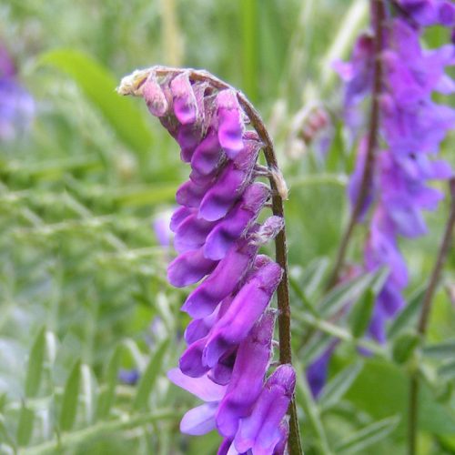 Cover Crop – Purple Vetch – LeBallister's Seed & Fertilizer