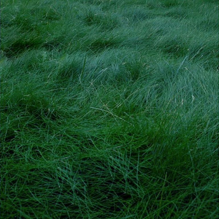 FINE FESCUE – Creeping Red – LeBallister's Seed & Fertilizer