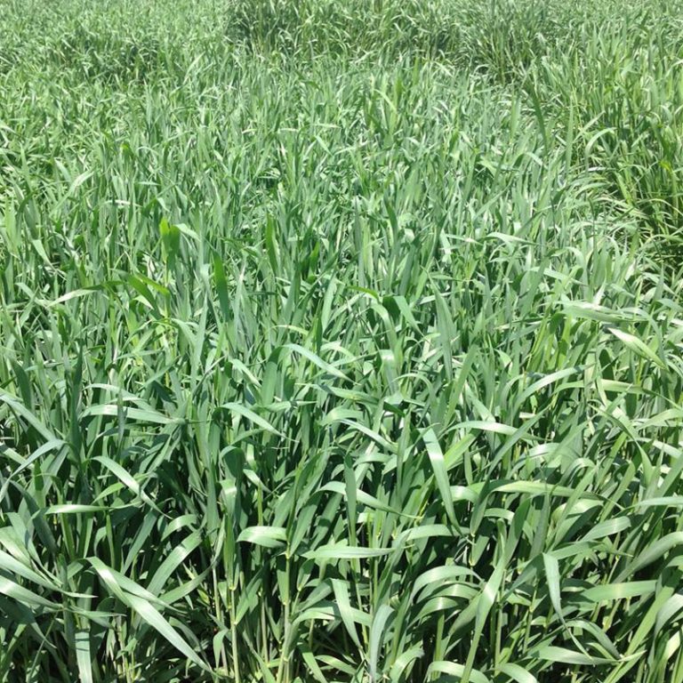 Cover Crop – Triticale, Forerunner – LeBallister's Seed & Fertilizer