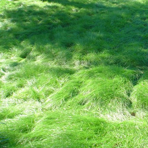 Native Grasses – LeBallister's Seed & Fertilizer