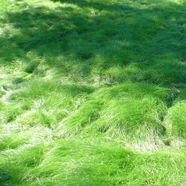 Festuca occidentalis—Mokelumne Fescue — per lb – LeBallister's Seed ...